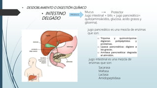 Sistema digestivo | PPTX