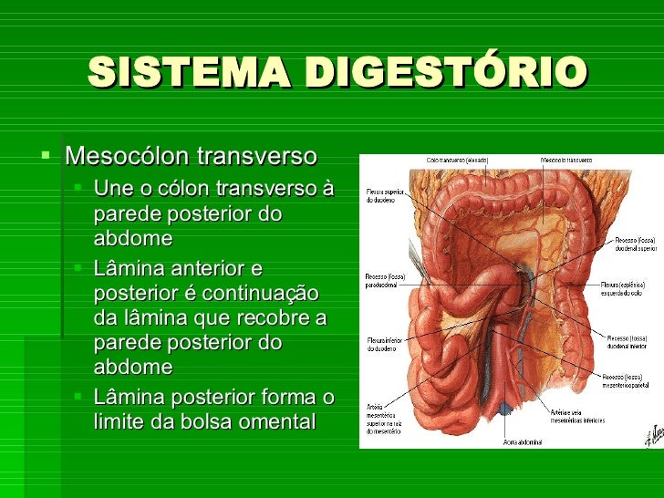 Sistema DigestóRio