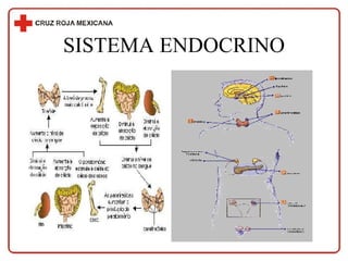 Sistema Endocrino | PPT