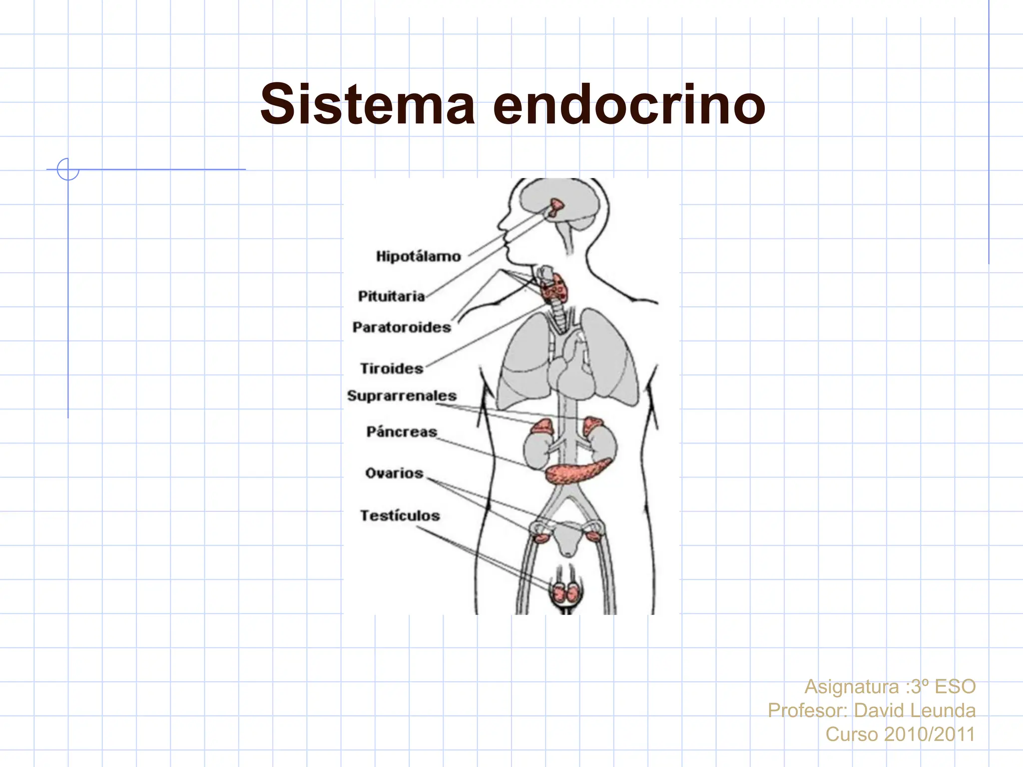 Sistema Endocrino Pdf
