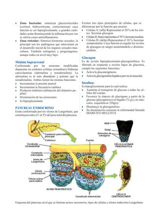 Sistema-Endocrino-Humano-para-Cuarto-Grado-de-Secundaria (1).docx