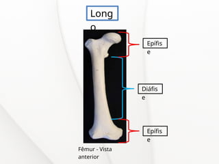 Monitoria sobre a anatomia do Sistema Esquelético | PPTX