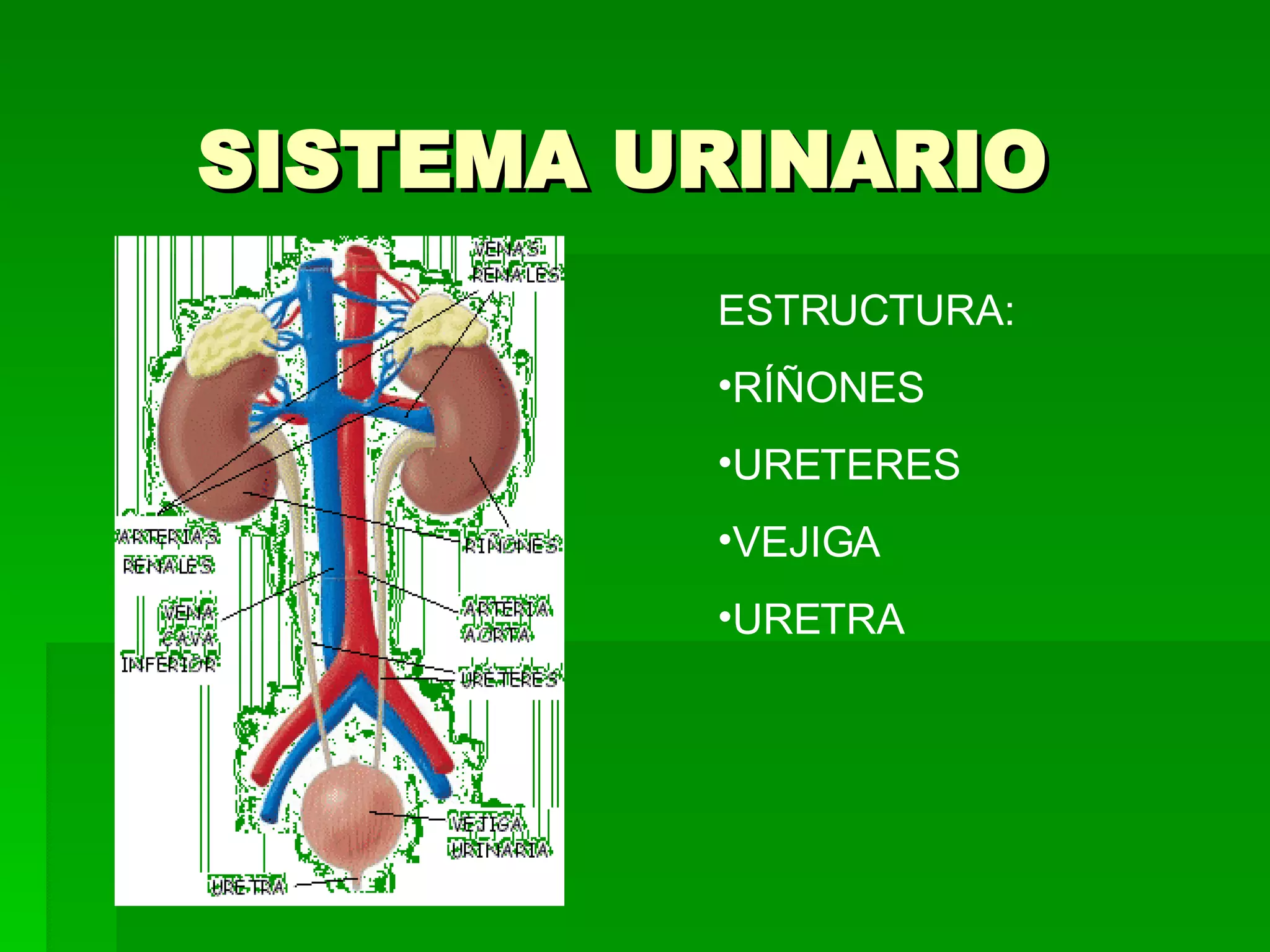 Sistema Excretor Ppt