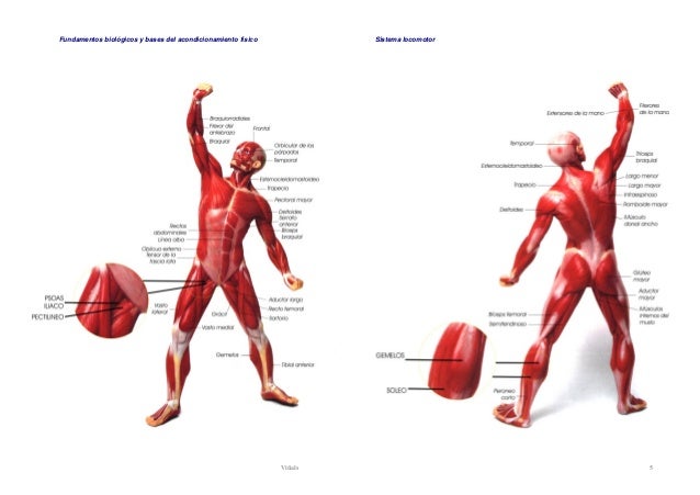 Cmo Funciona El Sistema Locomotor Sistema Locomotor Sistema Locomotor