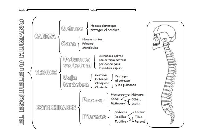 Profundizaneill2 El Sistema Locomotor Huesos Msculos Y
