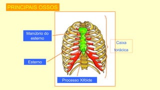SISTEMA-LOCOMOTOR-OSSOS-E-MUSCULOS---AULA-02 ...