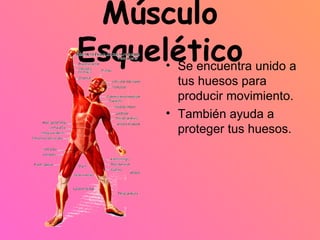 Sistema Muscular | PPT
