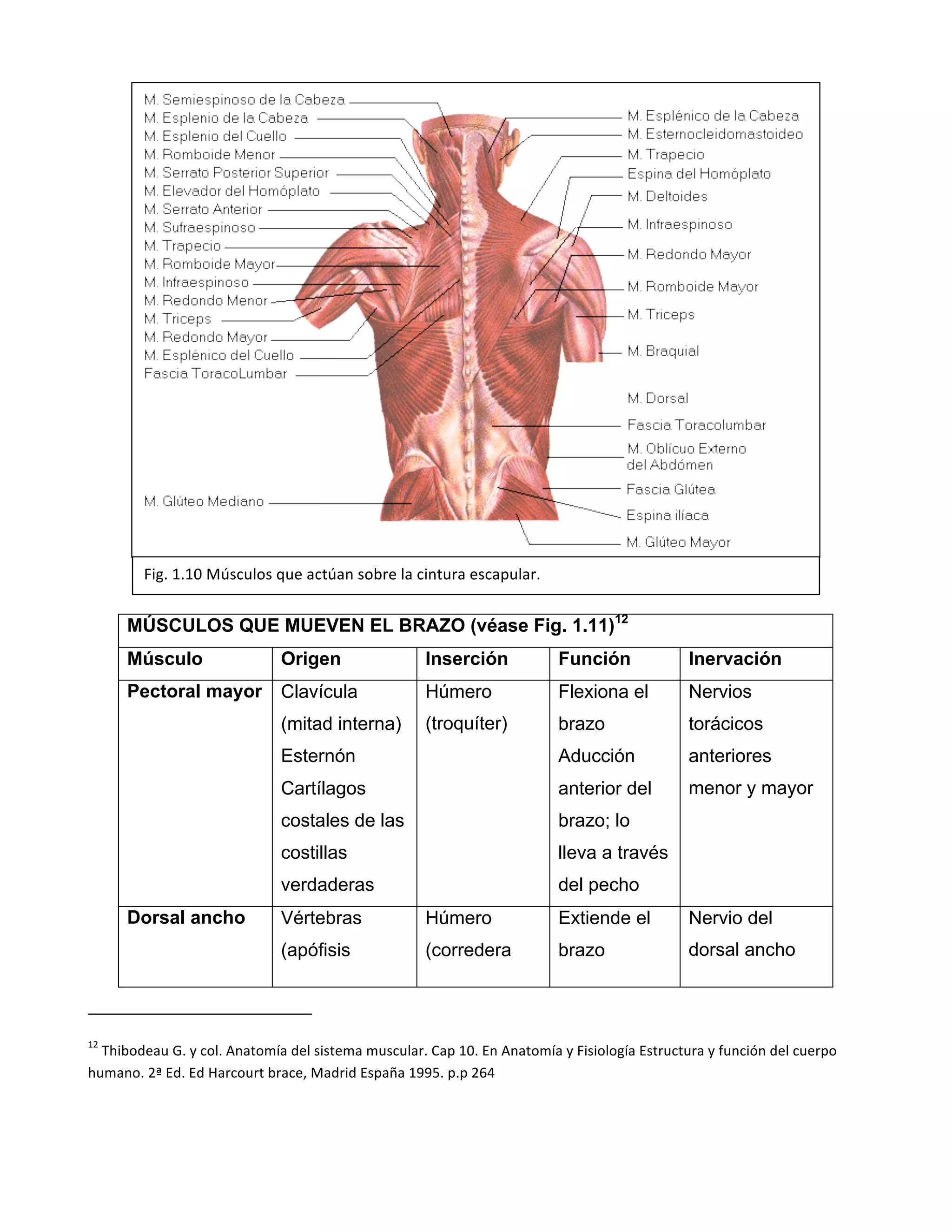 Sistema muscular | PDF