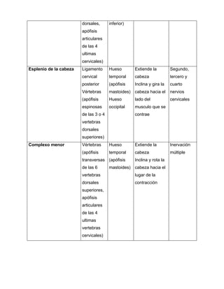 Sistema muscular | PDF