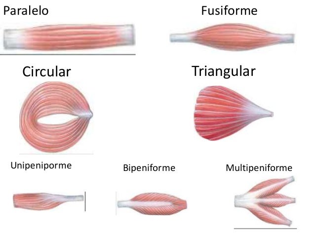 Sistema muscular