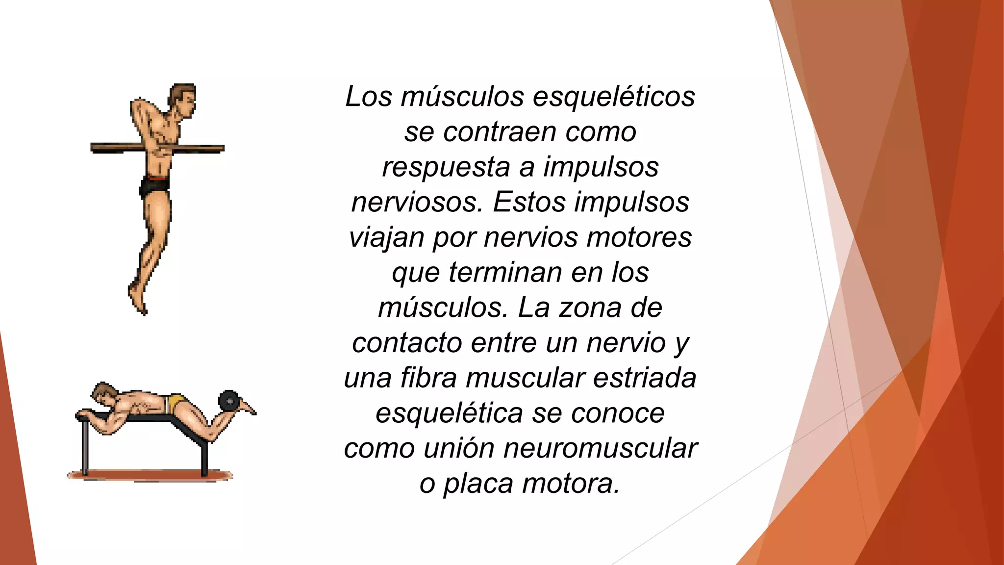 Sistema muscular | PPT