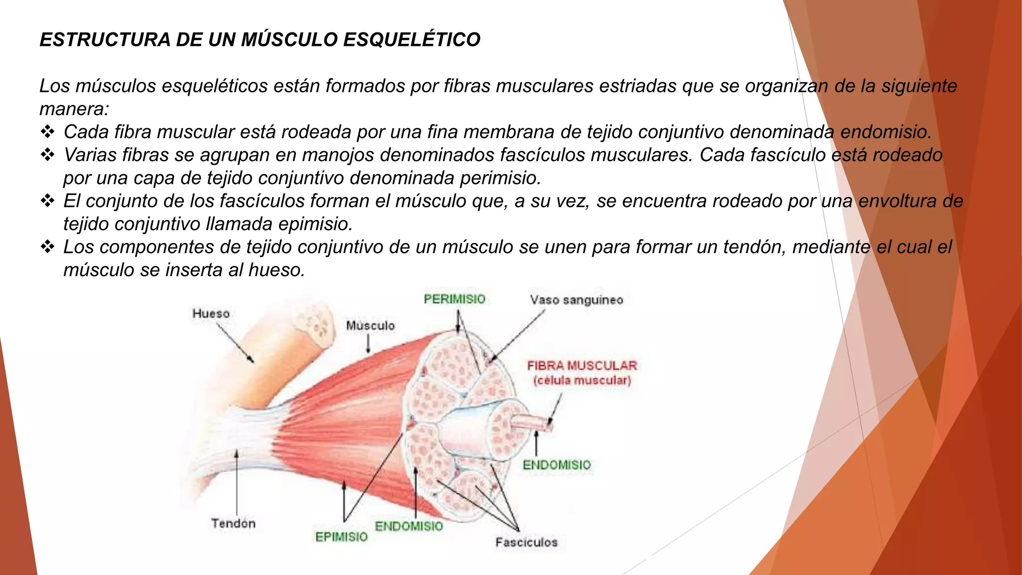 Sistema muscular | PPT