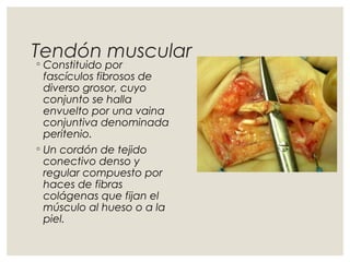 Sistema muscular | PPT