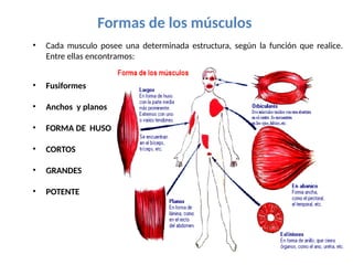 SISTEMA - MUSCULAR SER HUMANO BIÓLOGO CC | PPT
