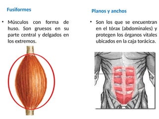 SISTEMA - MUSCULAR SER HUMANO BIÓLOGO CC | PPT