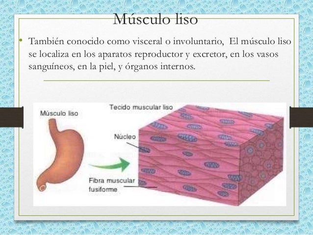 Sistema muscular-ppt