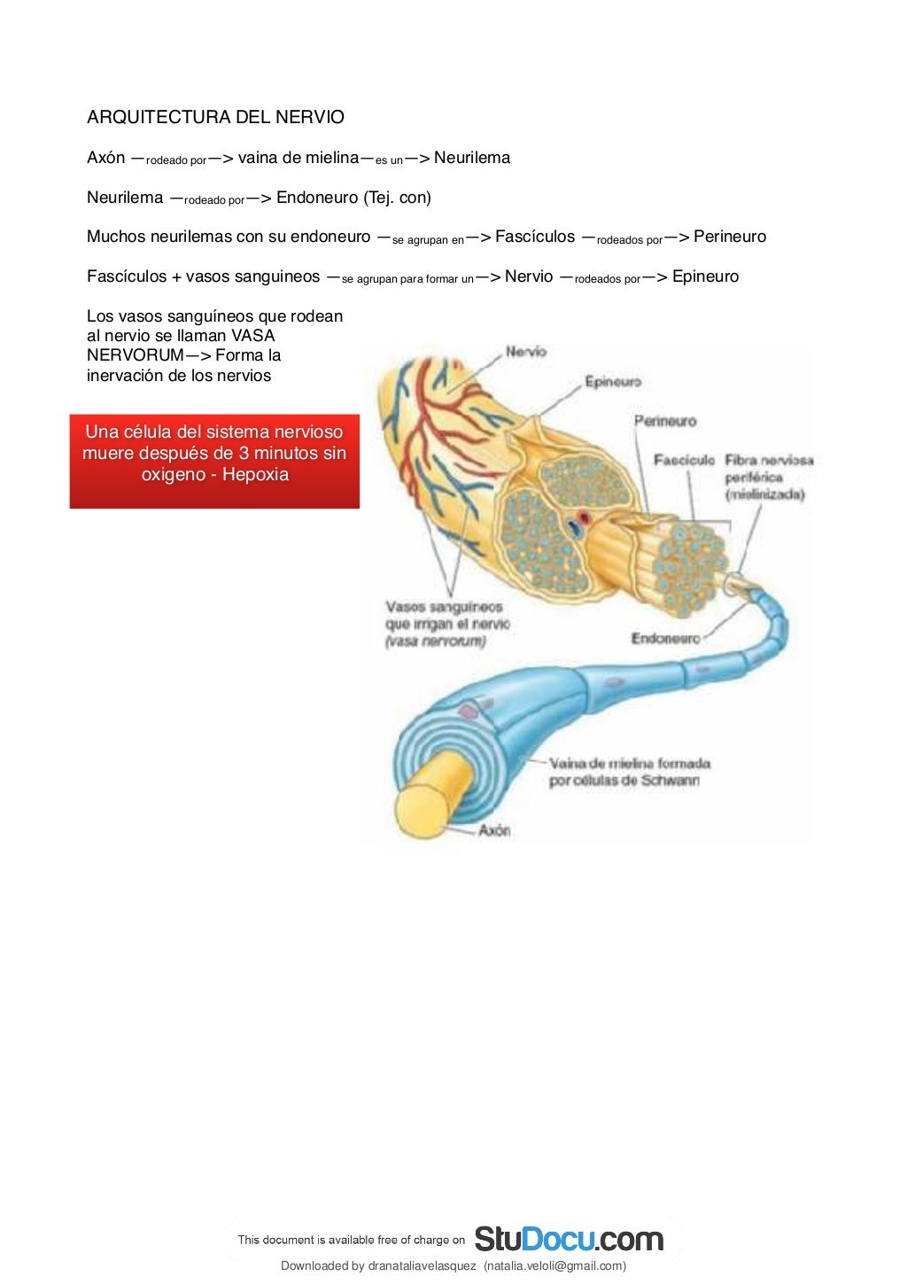 sistema-nervioso-anatomia-basado-en-el-moore-edicion-8(1).pdf