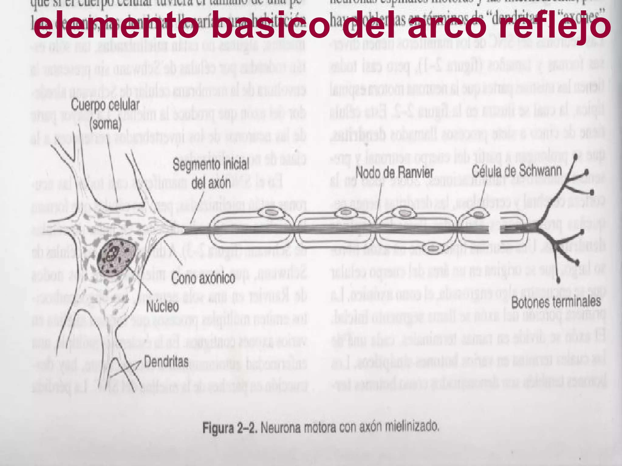 Sistema Nervioso Arco Reflejo | PPT