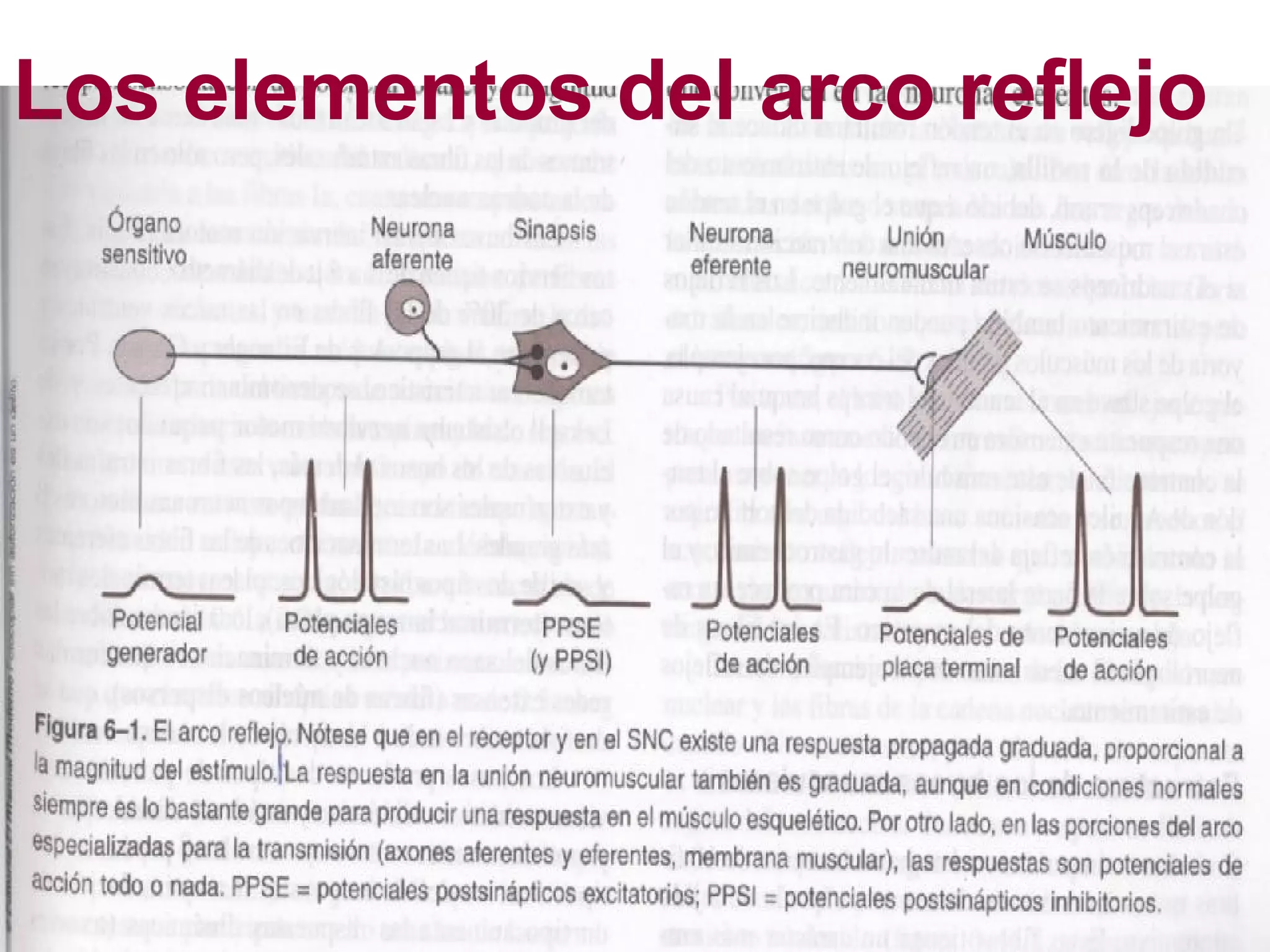 Sistema Nervioso Arco Reflejo | PPT