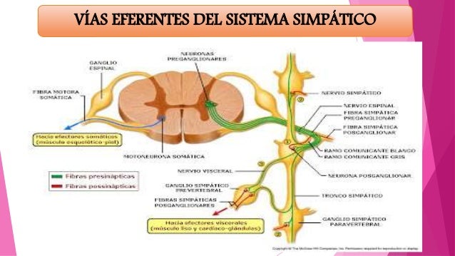 Sistema nervioso autónomo