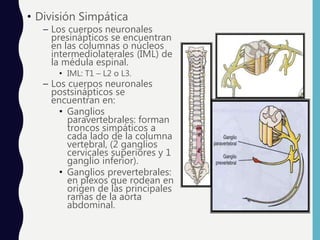 Sistema nervioso-autonomo | PPTX