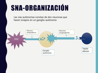 Sistema nervioso-autonomo | PPTX