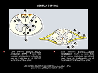 Sistema Nervioso Central | PPT