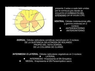 Sistema Nervioso Central | PPT
