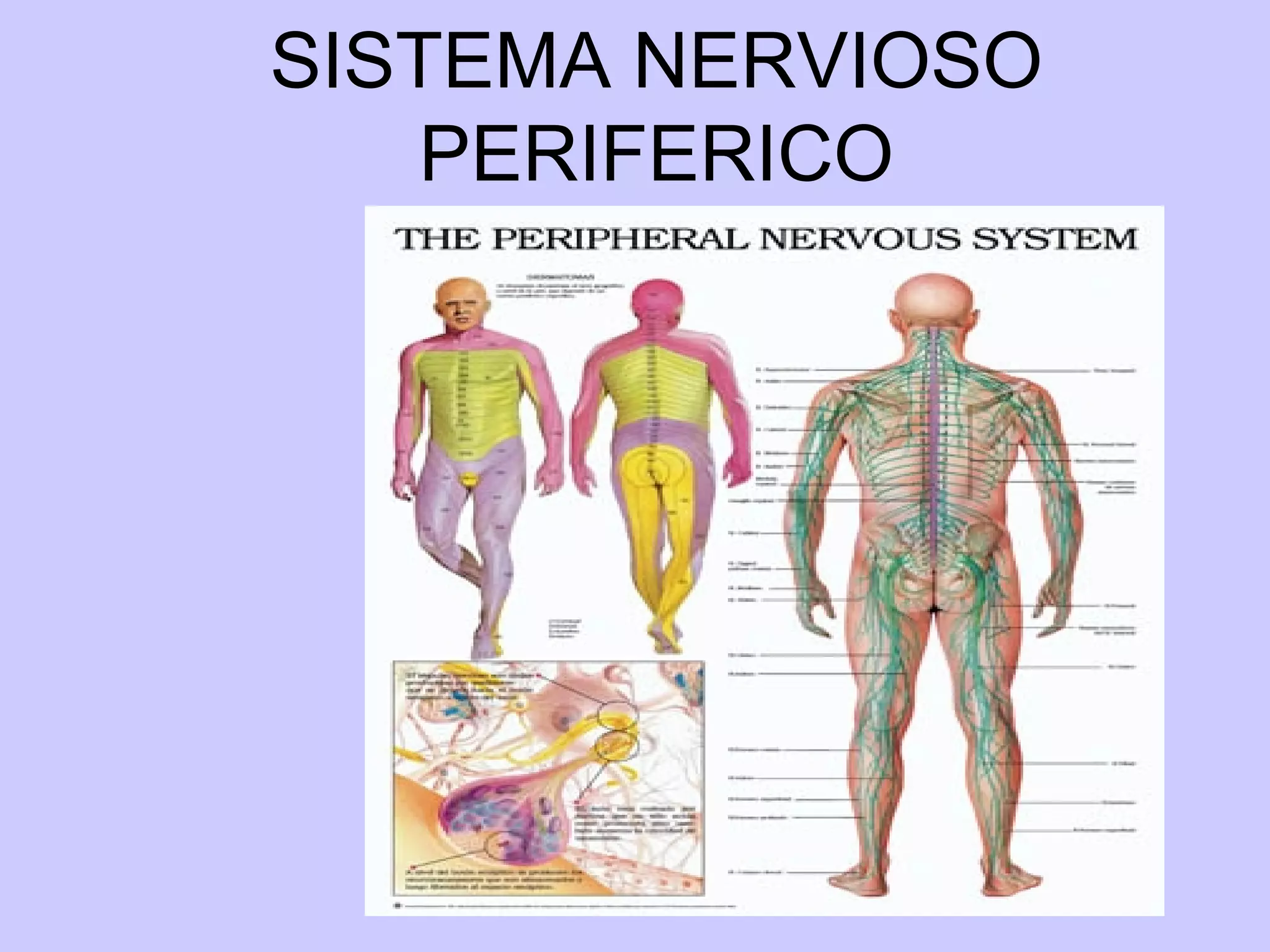 Sistema Nervioso Periferico | PPT