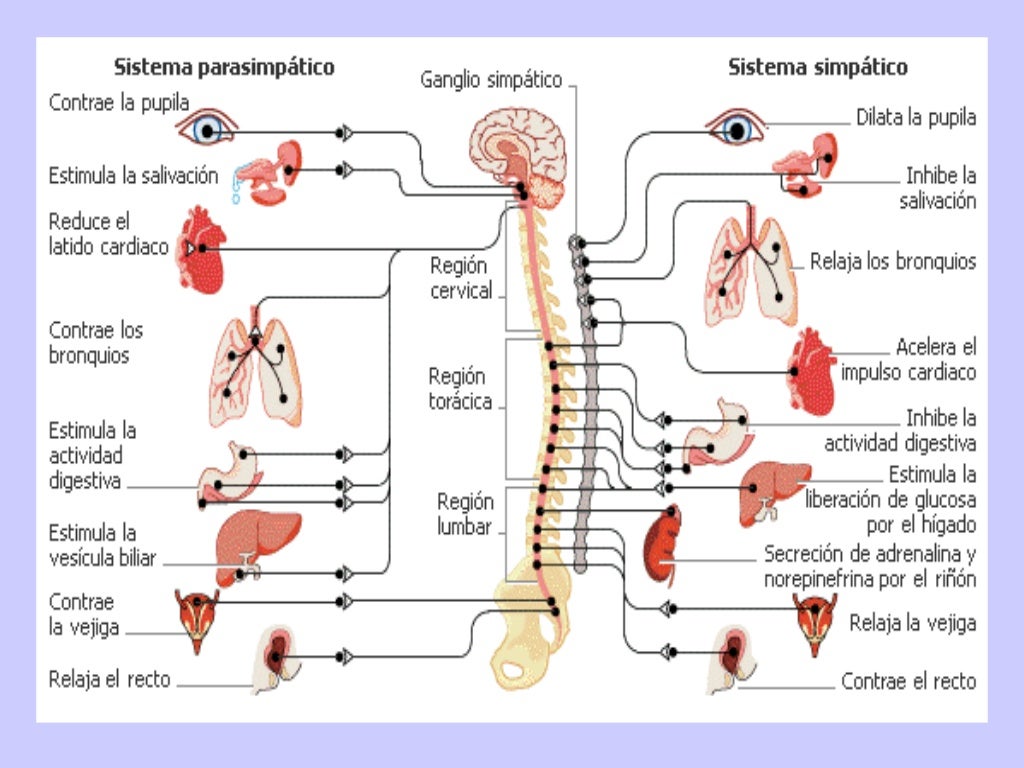 Sistema Nervioso Periferico