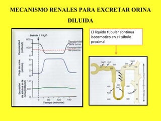 Sistema renal (1) | PPT