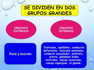 Sistema reproductor-masculino Anatomico y Fisiologico | PPTX