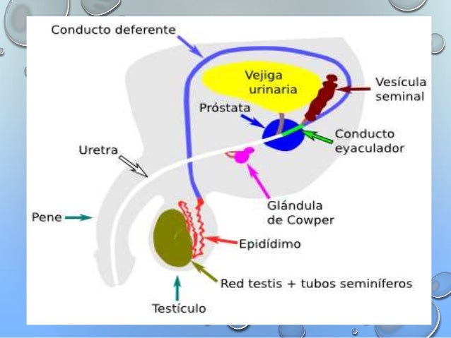 Sistema reproductor-masculino Anatomico y Fisiologico