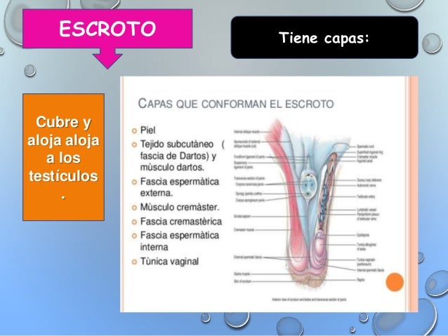 Sistema reproductor-masculino Anatomico y Fisiologico