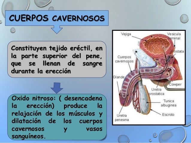 Sistema reproductor-masculino Anatomico y Fisiologico