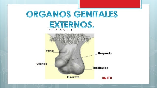 Sistema Reproductor Del Hombre Para Quinto De Primari