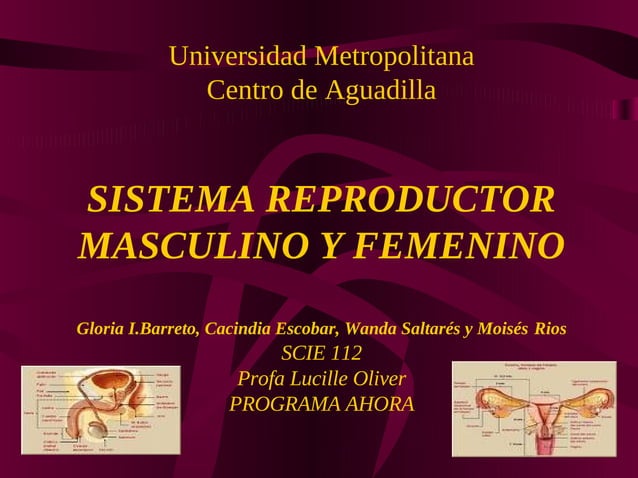 Sistema reproductor-masculino-y-femenino | PPT
