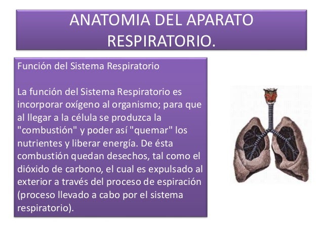 El Sistema Respiratorio Principales Caractersticas
