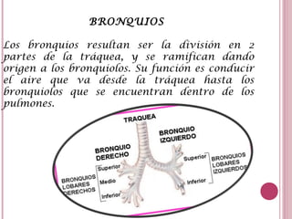 Sistema respira | PPT