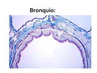 Histologia Sistema respiratorio | PDF