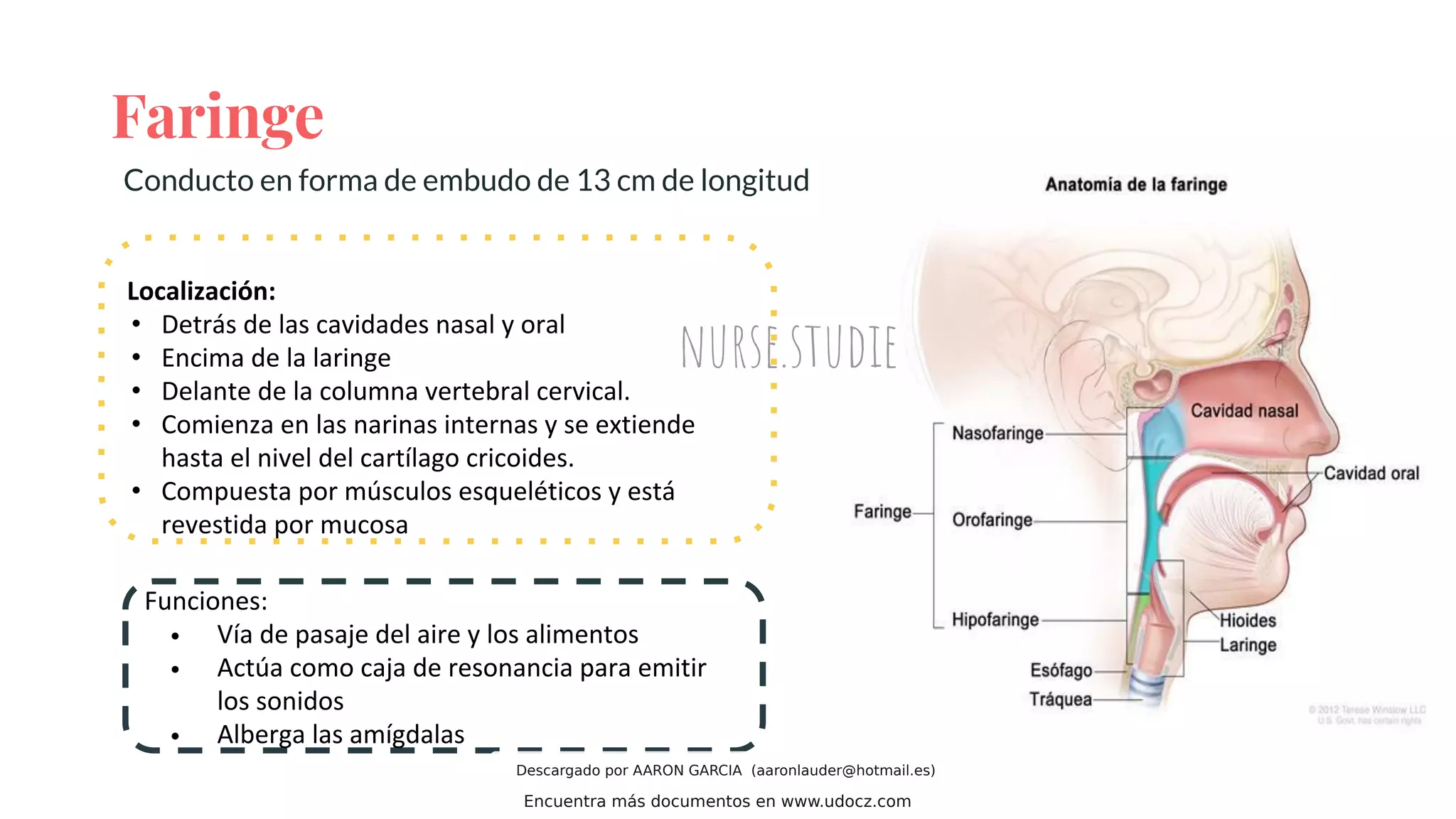 sistema-respiratorio-anatomia-y-fisiologia- | PDF