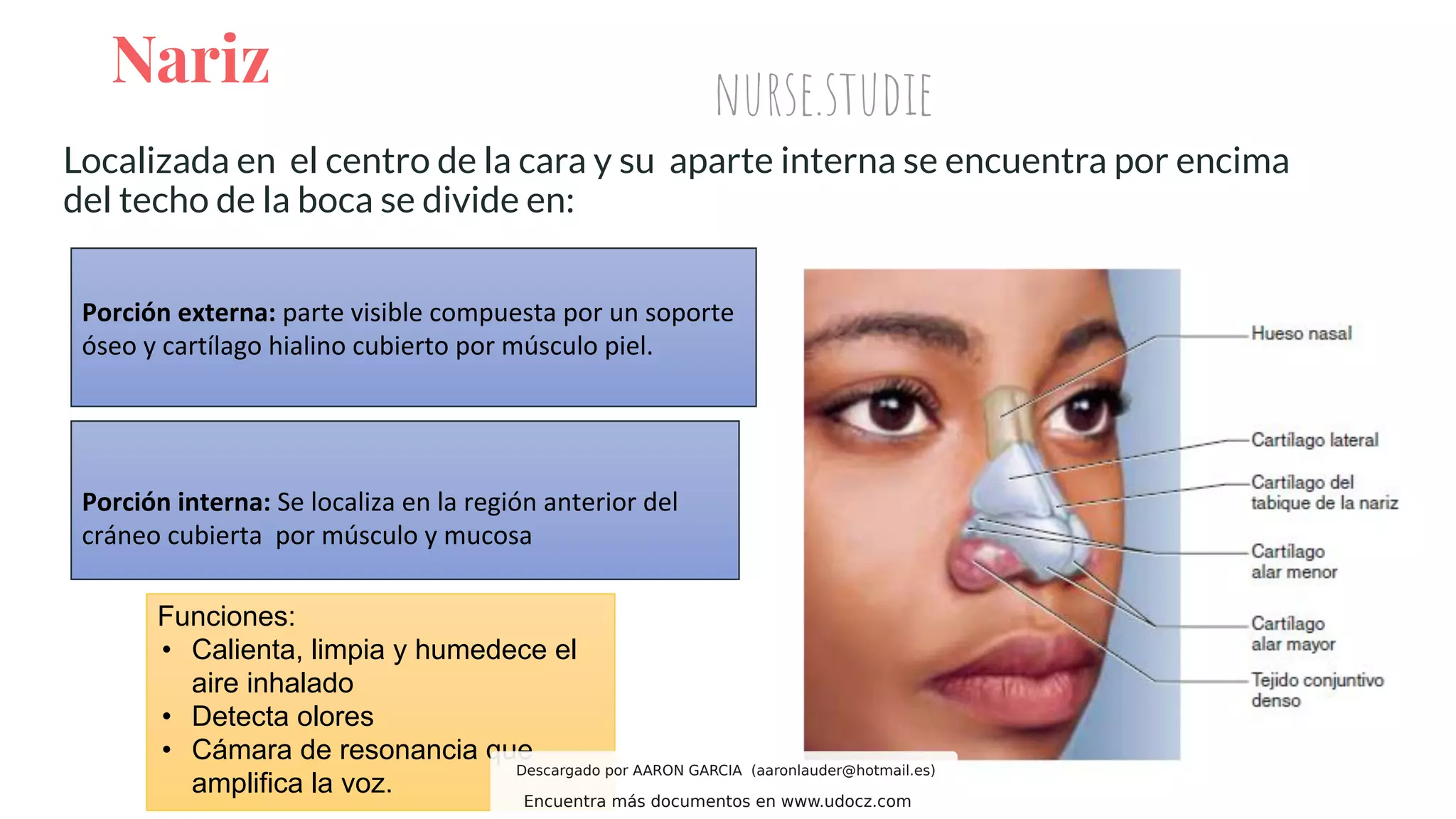 sistema-respiratorio-anatomia-y-fisiologia- | PDF