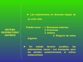 Sistema Respiratorio En Anfibios | PPT