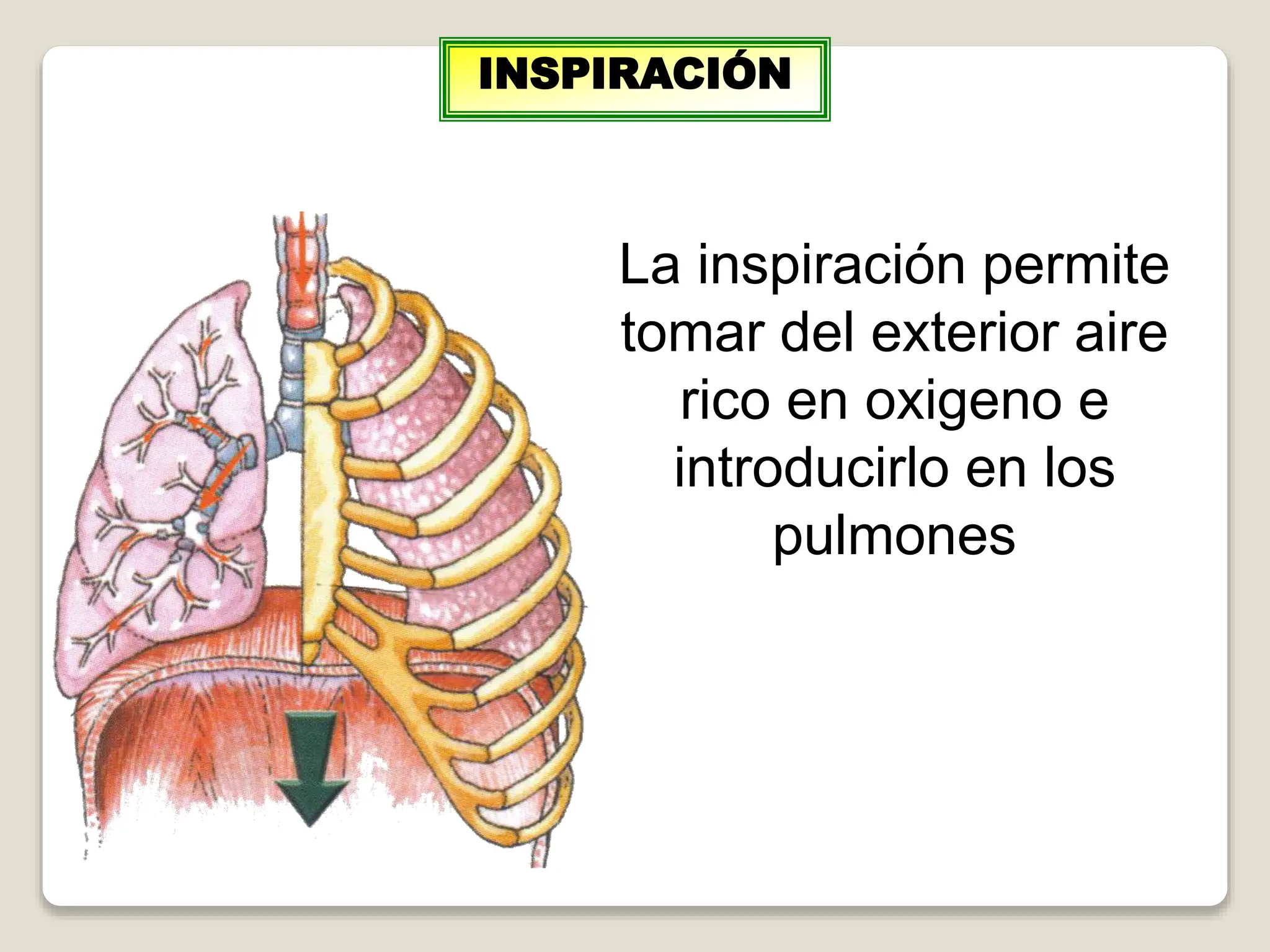 SISTEMA-RESPIRATORIO1 eeeeeeeeeeeeeeeeee | PPT
