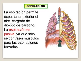SISTEMA-RESPIRATORIO1 eeeeeeeeeeeeeeeeee | PPT