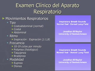 Sistema Respiratorio | PPT