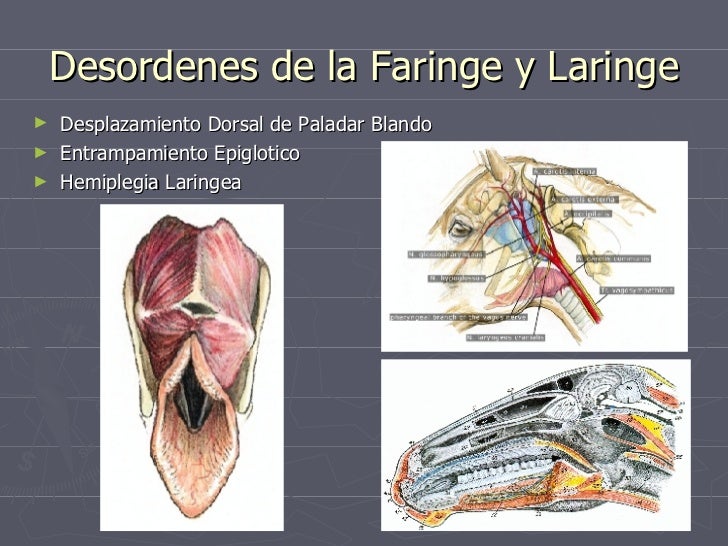 Sistema Respiratorio