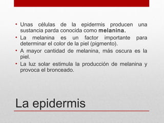 Sistema tegumentario | PPT