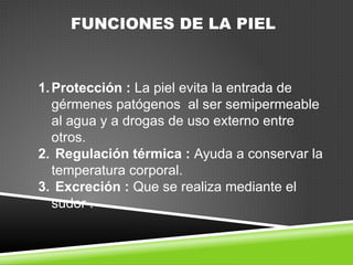 sistema-tegumentario.pptx piel, órganos anexos | PPTX
