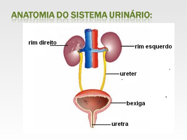 Sistema urinario